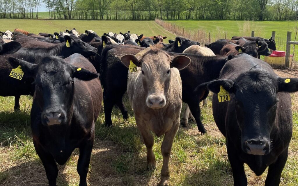 Cattle Farmers | Sedef SA