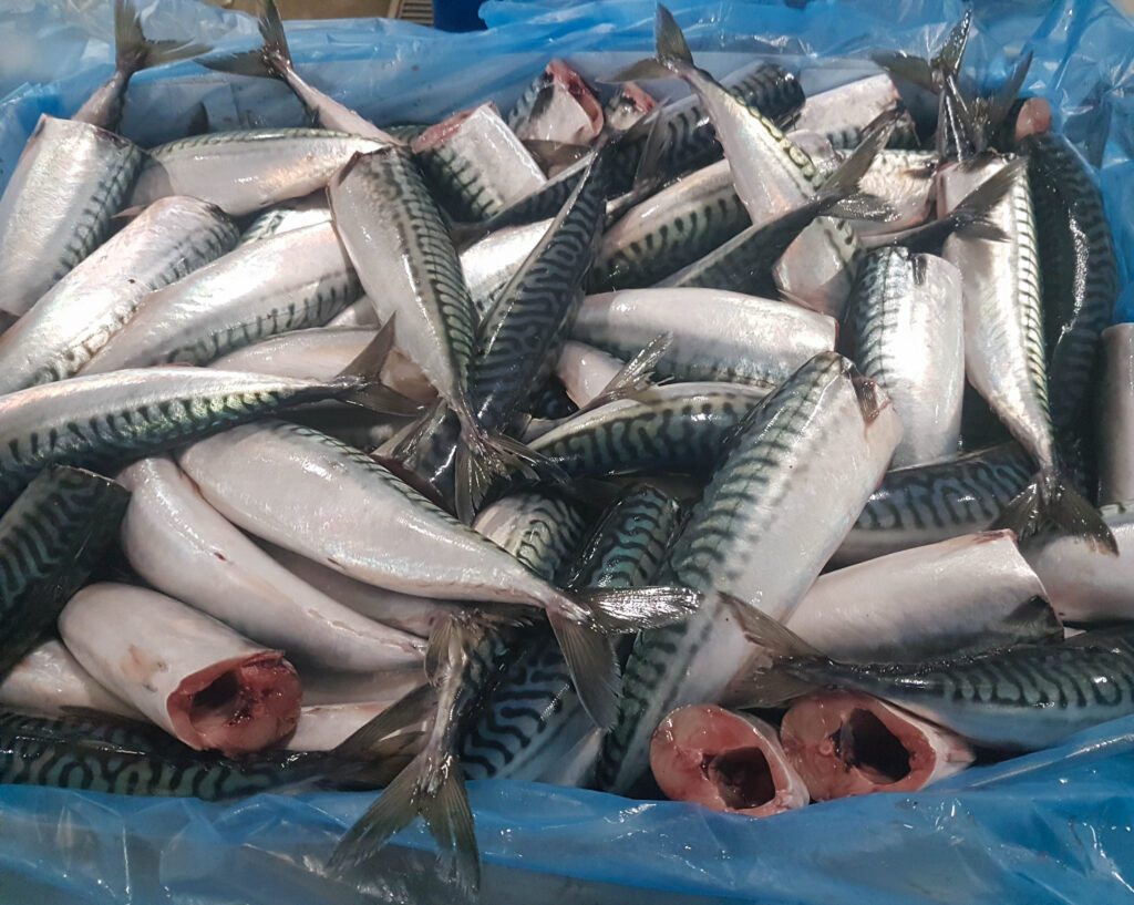 Frozen Atlantic Mackerel Fish | Sedef SA